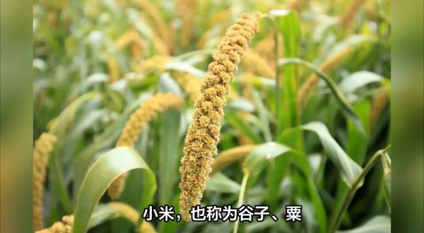 粟米是什么农作物_粟米和小米的区别-第3张图片-山城妙识