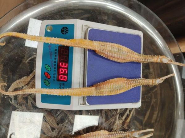 海龙多少钱一克_海龙价格行情-第3张图片-山城妙识