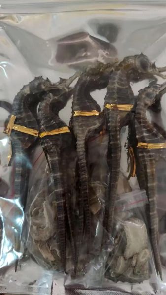 海龙多少钱一克_海龙价格行情-第2张图片-山城妙识