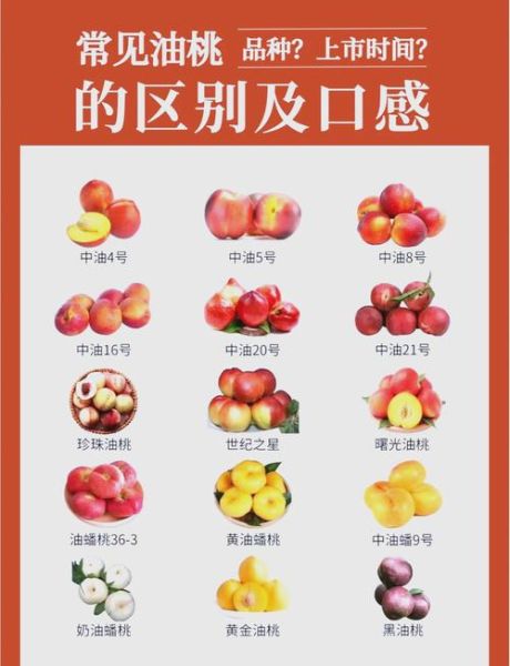 毛桃怎么吃_毛桃和油桃区别-第3张图片-山城妙识 毛桃怎么吃_毛桃和油桃区别-第3张图片-山城妙识