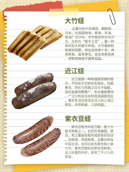 大竹蛏怎么挑选_大竹蛏和竹蛏区别-第3张图片-山城妙识