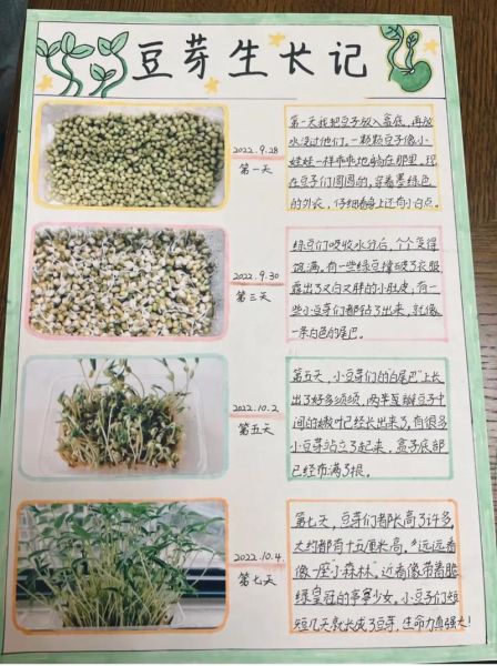 绿豆发芽需要几天_怎么写观察日记-第3张图片-山城妙识