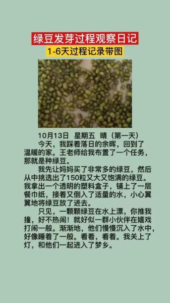 绿豆发芽需要几天_怎么写观察日记-第2张图片-山城妙识