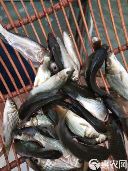 乌塘鳢鱼多少钱一斤_乌塘鳢鱼价格行情-第2张图片-山城妙识