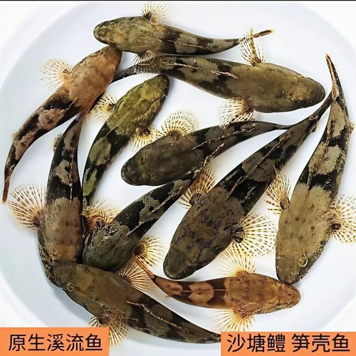 乌塘鳢鱼多少钱一斤_乌塘鳢鱼价格行情-第1张图片-山城妙识