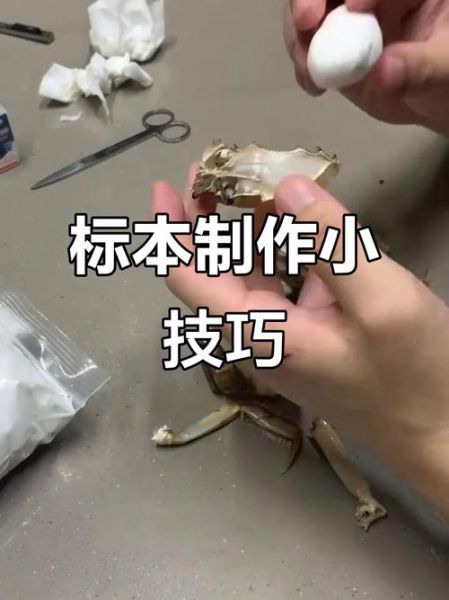 螃蟹标本怎么做_螃蟹标本制作步骤-第3张图片-山城妙识