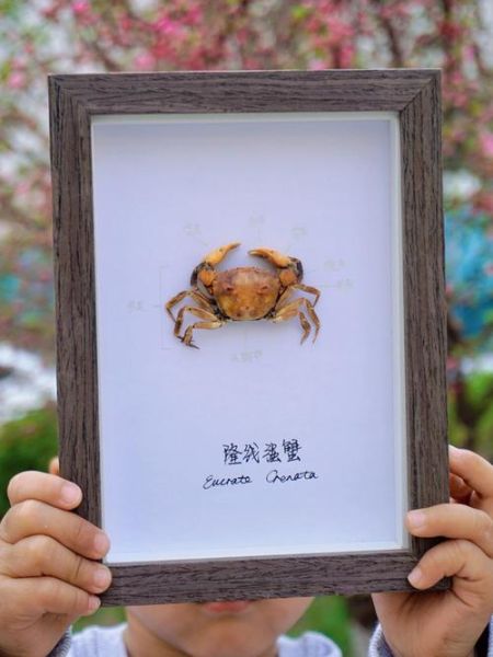 螃蟹标本怎么做_螃蟹标本制作步骤-第2张图片-山城妙识