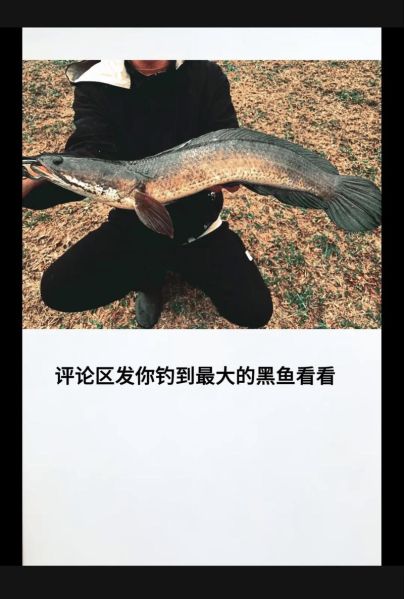 乌塘鳢鱼多少钱一斤_乌塘鳢鱼价格行情-第3张图片-山城妙识