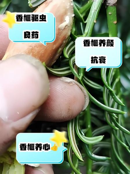 吃香榧有什么好处和坏处_吃香榧会上火吗-第1张图片-山城妙识