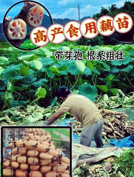 莲藕怎么种_莲藕种植技术要领-第3张图片-山城妙识 莲藕怎么种_莲藕种植技术要领-第3张图片-山城妙识