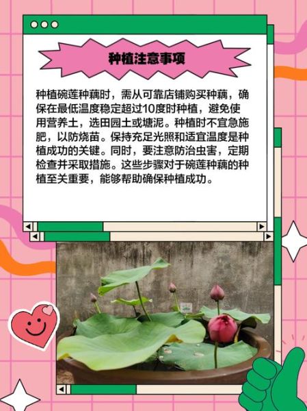 莲藕怎么种_莲藕种植技术要领-第1张图片-山城妙识 莲藕怎么种_莲藕种植技术要领-第1张图片-山城妙识