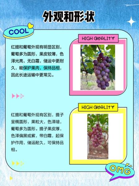 提子和葡萄的区别_哪个营养价值更高-第3张图片-山城妙识 提子和葡萄的区别_哪个营养价值更高-第3张图片-山城妙识