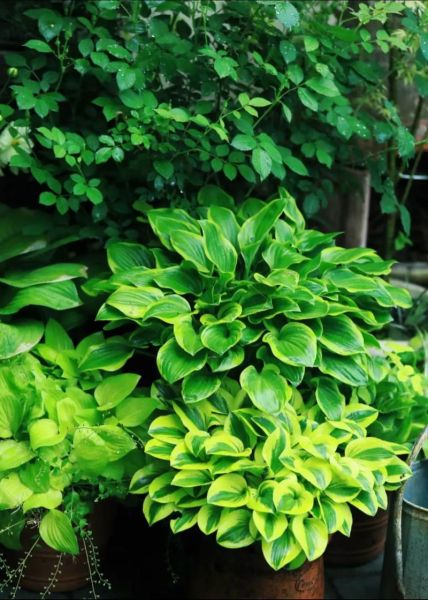 玉簪花怎么养_玉簪花适合种在哪里-第1张图片-山城妙识 玉簪花怎么养_玉簪花适合种在哪里-第1张图片-山城妙识