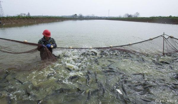 草鱼一亩养多少_草鱼亩产量多少斤-第2张图片-山城妙识 草鱼一亩养多少_草鱼亩产量多少斤-第2张图片-山城妙识