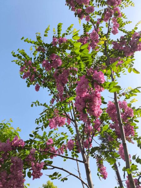 紫槐花与白槐花的区别_哪个更好吃-第3张图片-山城妙识 紫槐花与白槐花的区别_哪个更好吃-第3张图片-山城妙识