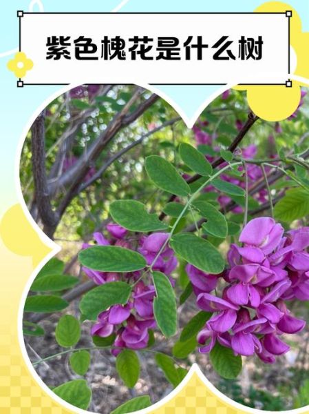 紫槐花与白槐花的区别_哪个更好吃-第2张图片-山城妙识 紫槐花与白槐花的区别_哪个更好吃-第2张图片-山城妙识