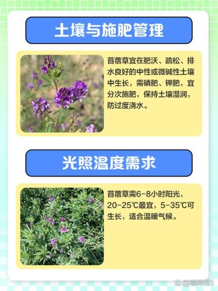 苜蓿种植时间_苜蓿种植方法-第1张图片-山城妙识 苜蓿种植时间_苜蓿种植方法-第1张图片-山城妙识