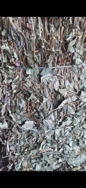 干鱼腥草图片_如何辨别真假-第3张图片-山城妙识 干鱼腥草图片_如何辨别真假-第3张图片-山城妙识