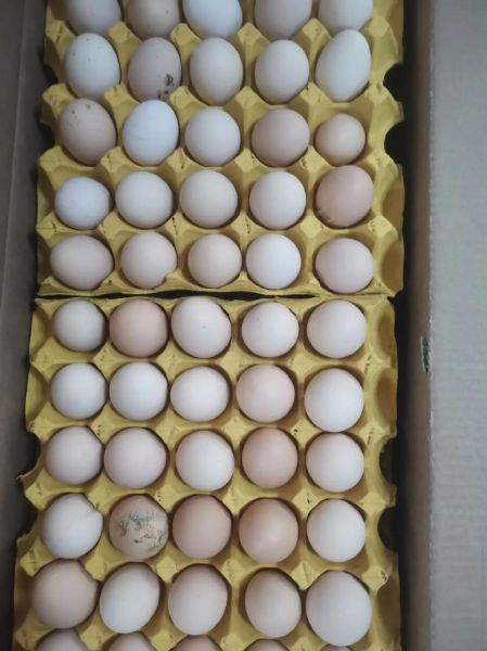 土鸡蛋价格今日价一斤_土鸡蛋多少钱一斤-第2张图片-山城妙识 土鸡蛋价格今日价一斤_土鸡蛋多少钱一斤-第2张图片-山城妙识