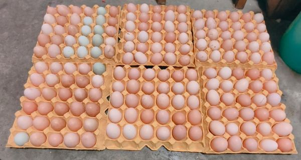 土鸡蛋价格今日价一斤_土鸡蛋多少钱一斤-第1张图片-山城妙识 土鸡蛋价格今日价一斤_土鸡蛋多少钱一斤-第1张图片-山城妙识