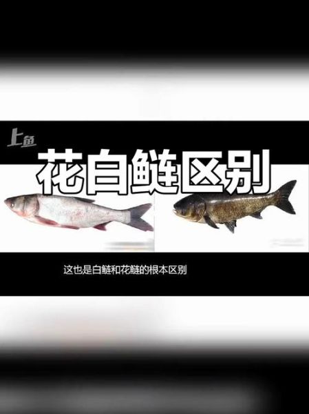 白鲢鱼和花鲢鱼的区别_哪个更好吃-第1张图片-山城妙识 白鲢鱼和花鲢鱼的区别_哪个更好吃-第1张图片-山城妙识