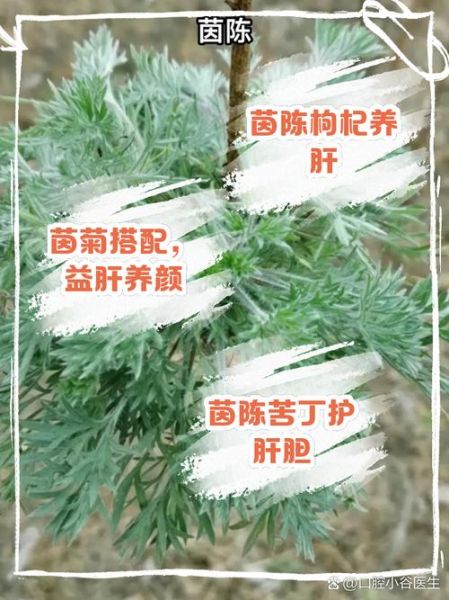 茵陈泡水喝的功效与作用_茵陈泡水喝的正确方法-第1张图片-山城妙识 茵陈泡水喝的功效与作用_茵陈泡水喝的正确方法-第1张图片-山城妙识