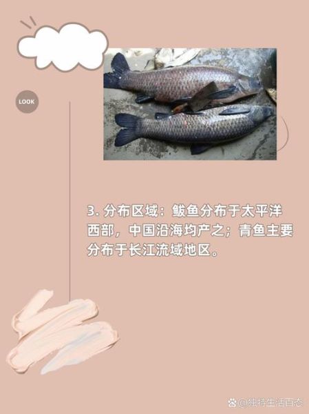 青鱼和鲭鱼图片区别_如何一眼分辨-第2张图片-山城妙识 青鱼和鲭鱼图片区别_如何一眼分辨-第2张图片-山城妙识