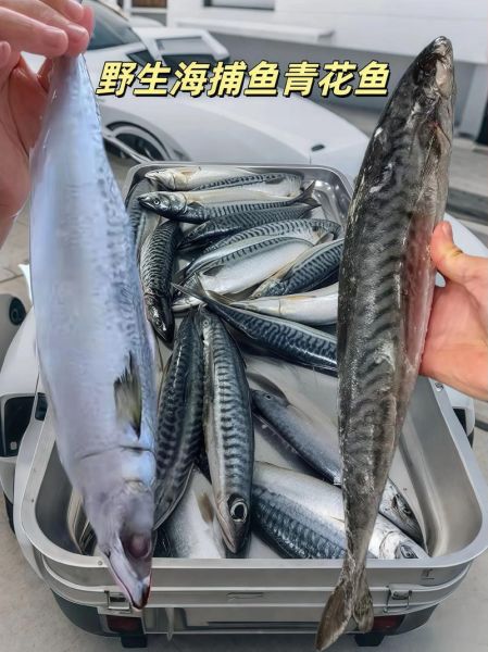 青鱼和鲭鱼图片区别_如何一眼分辨-第3张图片-山城妙识 青鱼和鲭鱼图片区别_如何一眼分辨-第3张图片-山城妙识