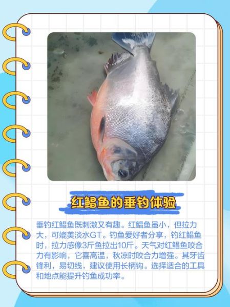 红鲳鱼是海鱼还是河鱼_红鲳鱼生长环境揭秘-第2张图片-山城妙识 红鲳鱼是海鱼还是河鱼_红鲳鱼生长环境揭秘-第2张图片-山城妙识