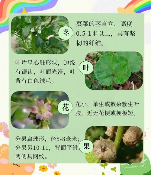 葵菜的功效与作用_葵菜怎么吃最养生-第1张图片-山城妙识 葵菜的功效与作用_葵菜怎么吃最养生-第1张图片-山城妙识