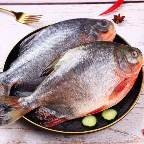 红鲳鱼是海鱼还是河鱼_红鲳鱼生长环境揭秘-第1张图片-山城妙识 红鲳鱼是海鱼还是河鱼_红鲳鱼生长环境揭秘-第1张图片-山城妙识