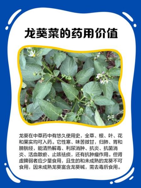 葵菜的功效与作用_葵菜怎么吃最养生-第2张图片-山城妙识 葵菜的功效与作用_葵菜怎么吃最养生-第2张图片-山城妙识