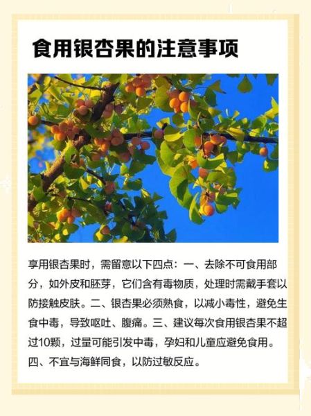 银杏果吃多了会中毒吗_银杏果中毒症状及解毒方法-第1张图片-山城妙识 银杏果吃多了会中毒吗_银杏果中毒症状及解毒方法-第1张图片-山城妙识