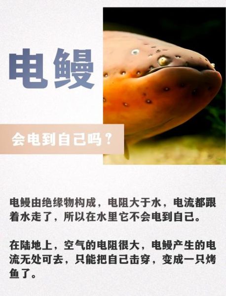 电鳗鱼图片_电鳗鱼为什么会放电-第2张图片-山城妙识 电鳗鱼图片_电鳗鱼为什么会放电-第2张图片-山城妙识