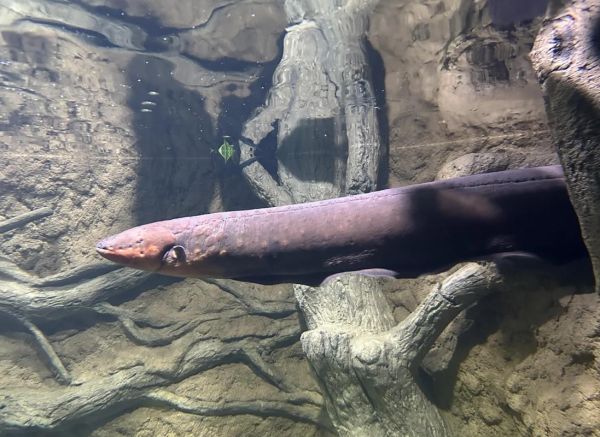 电鳗鱼图片_电鳗鱼为什么会放电-第1张图片-山城妙识 电鳗鱼图片_电鳗鱼为什么会放电-第1张图片-山城妙识