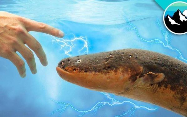 电鳗鱼图片_电鳗鱼为什么会放电-第3张图片-山城妙识 电鳗鱼图片_电鳗鱼为什么会放电-第3张图片-山城妙识