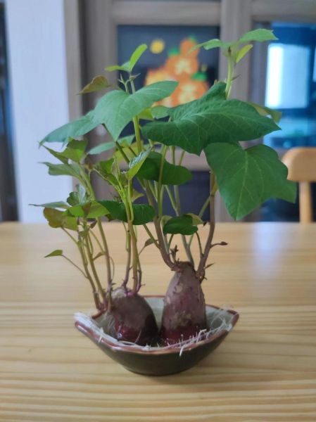 番薯发芽能吃吗_有毒吗-第2张图片-山城妙识 番薯发芽能吃吗_有毒吗-第2张图片-山城妙识