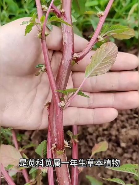 野生苋菜图片大全_如何辨别可食用品种-第3张图片-山城妙识 野生苋菜图片大全_如何辨别可食用品种-第3张图片-山城妙识
