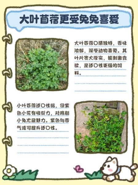 苜蓿园怎么读_苜蓿园属于哪个区-第2张图片-山城妙识 苜蓿园怎么读_苜蓿园属于哪个区-第2张图片-山城妙识