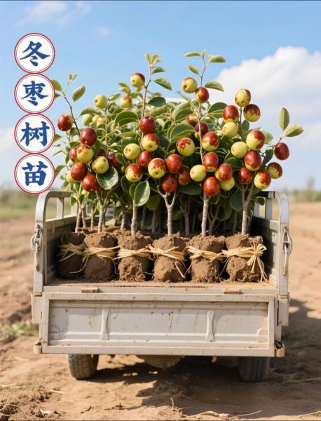 冬枣树苗怎么选_冬枣树苗价格多少钱一棵-第1张图片-山城妙识 冬枣树苗怎么选_冬枣树苗价格多少钱一棵-第1张图片-山城妙识