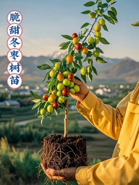 冬枣树苗怎么选_冬枣树苗价格多少钱一棵-第2张图片-山城妙识 冬枣树苗怎么选_冬枣树苗价格多少钱一棵-第2张图片-山城妙识