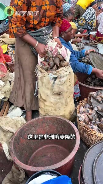 非洲大蜗牛怎么做好吃_非洲大蜗牛做法大全-第1张图片-山城妙识 非洲大蜗牛怎么做好吃_非洲大蜗牛做法大全-第1张图片-山城妙识