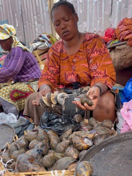 非洲大蜗牛怎么做好吃_非洲大蜗牛做法大全-第3张图片-山城妙识 非洲大蜗牛怎么做好吃_非洲大蜗牛做法大全-第3张图片-山城妙识