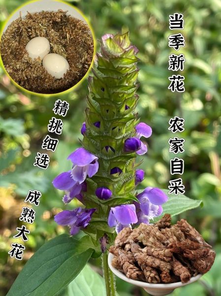 夏枯草泡水喝的功效与作用_夏枯草泡水可以天天喝吗-第2张图片-山城妙识 夏枯草泡水喝的功效与作用_夏枯草泡水可以天天喝吗-第2张图片-山城妙识