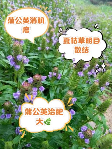 夏枯草泡水喝的功效与作用_夏枯草泡水可以天天喝吗-第1张图片-山城妙识 夏枯草泡水喝的功效与作用_夏枯草泡水可以天天喝吗-第1张图片-山城妙识