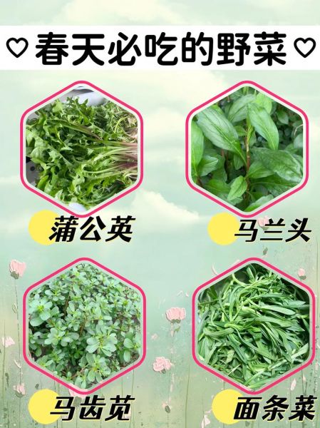 常见野菜图片及名称_哪些野菜可以吃-第3张图片-山城妙识 常见野菜图片及名称_哪些野菜可以吃-第3张图片-山城妙识