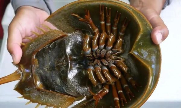 吃中华鲎判几年_中华鲎吃了会坐牢吗-第1张图片-山城妙识