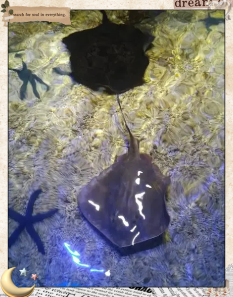 吃中华鲎判几年_中华鲎吃了会坐牢吗-第3张图片-山城妙识