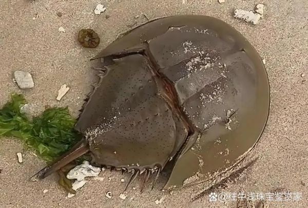 吃中华鲎判几年_中华鲎吃了会坐牢吗-第2张图片-山城妙识