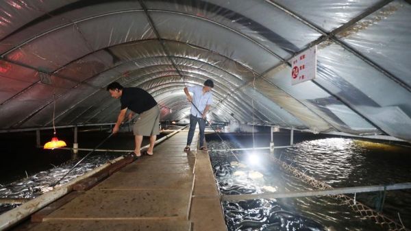 鳗鱼养殖条件_鳗鱼养殖需要什么条件-第1张图片-山城妙识 鳗鱼养殖条件_鳗鱼养殖需要什么条件-第1张图片-山城妙识